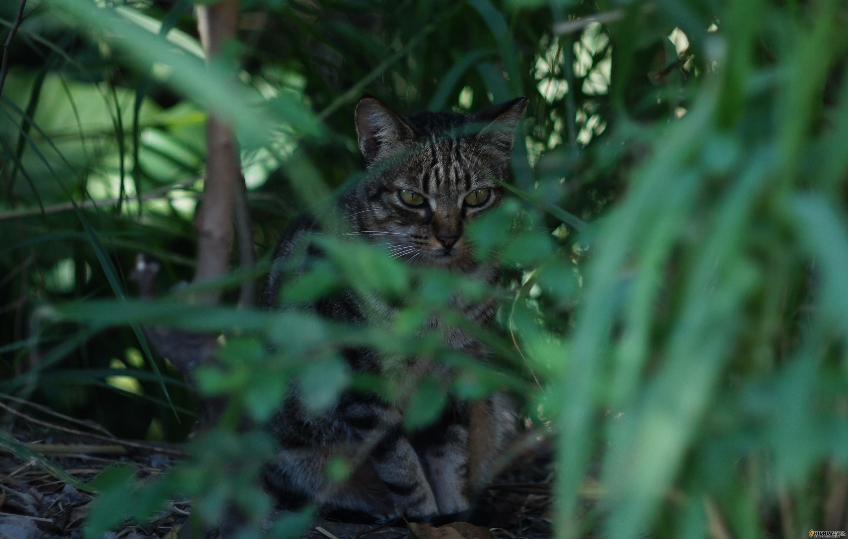 默認相冊 - Hiendy.com 影音俱樂部 - Powered by Discuz!